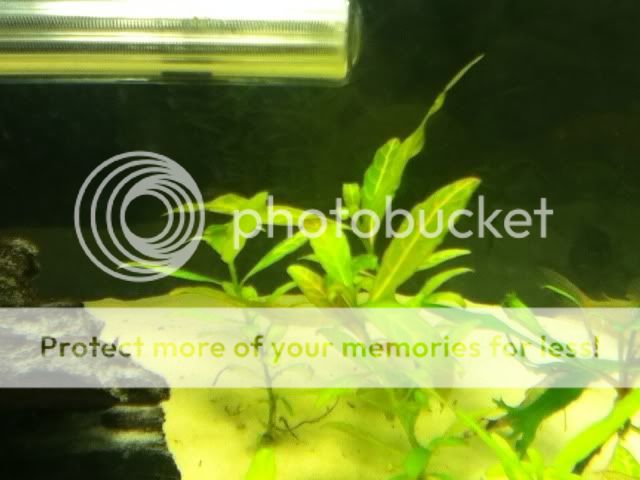 Is this Sunset Hygrophila? | The Planted Tank Forum