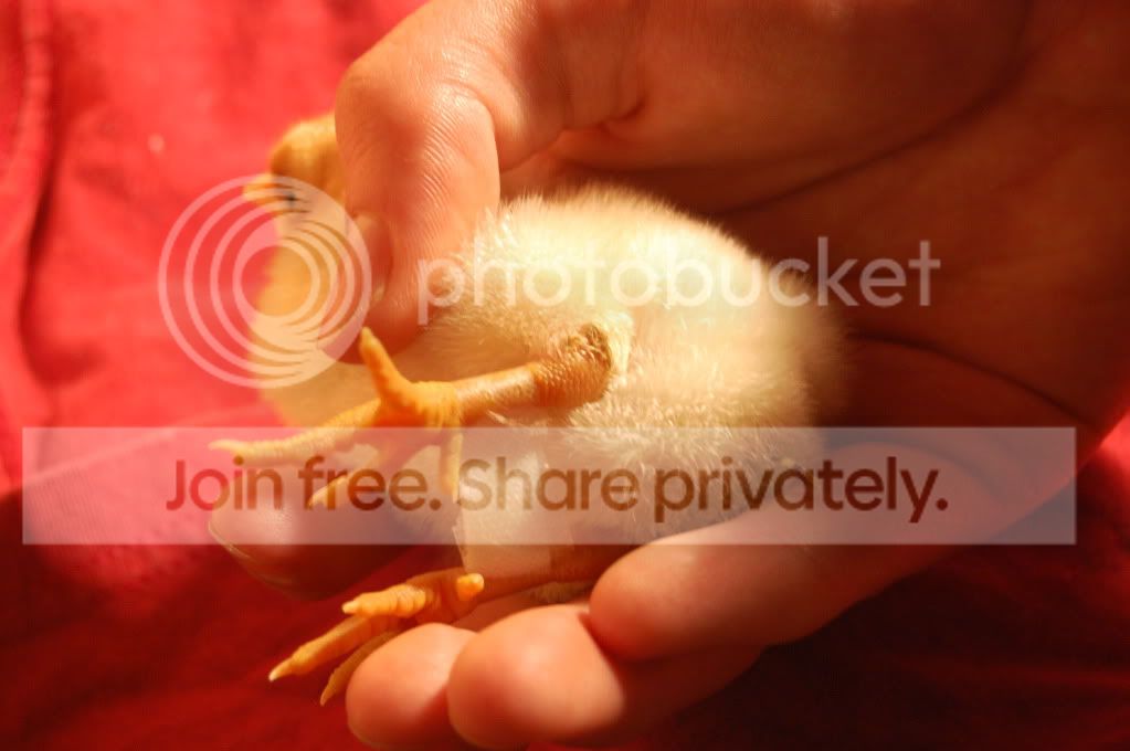 Baby chick, two days old, sore/swollen leg..HELP | BackYard Chickens ...